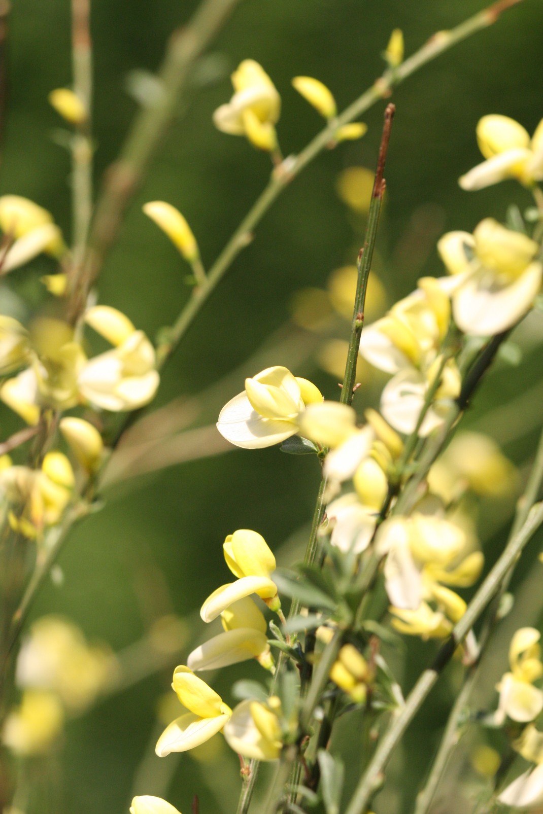 Żarnowce - miotły w kwiatach