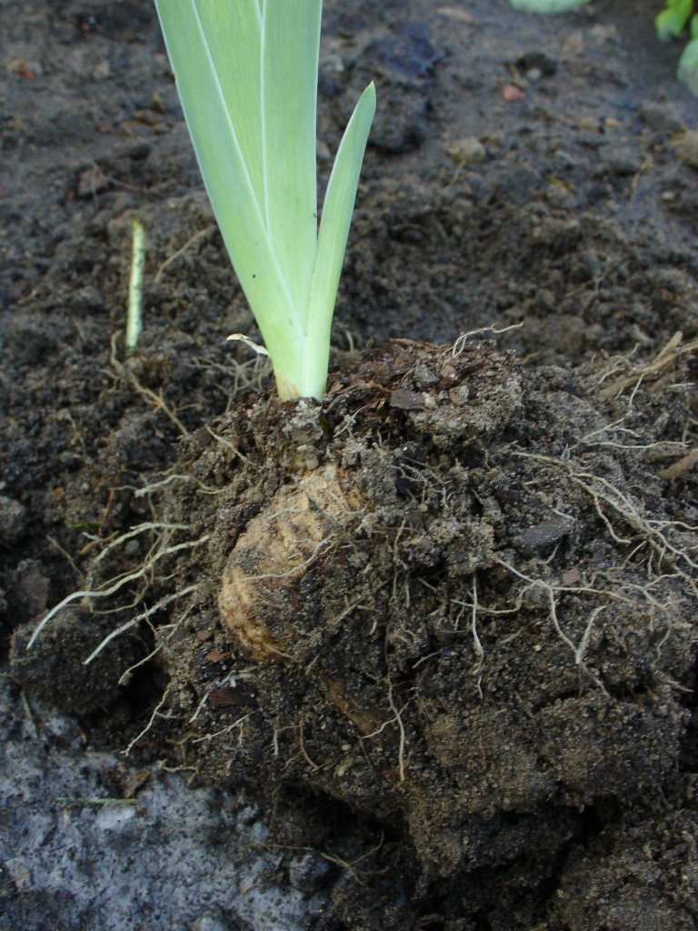 Rozmnażanie bylin, czyli dzielimy się skarbami