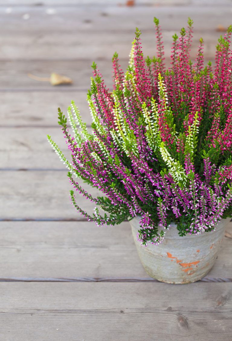 Wrzosy i wrzośce w pojemnikach | M jak Mrówka