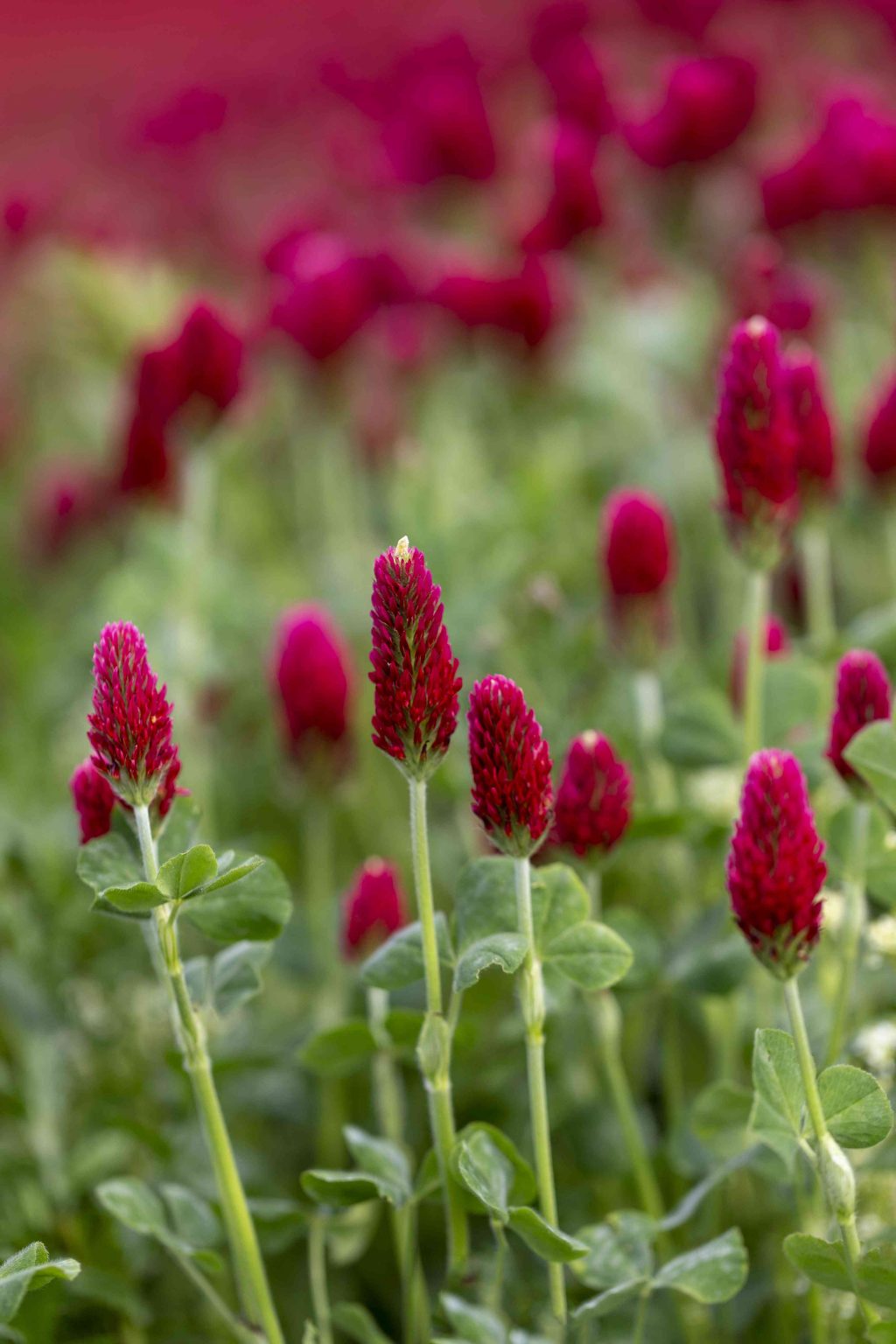 Koniczyna krwistoczerwona, inkarnatka – szkarłatny akcent w ogrodzie ...