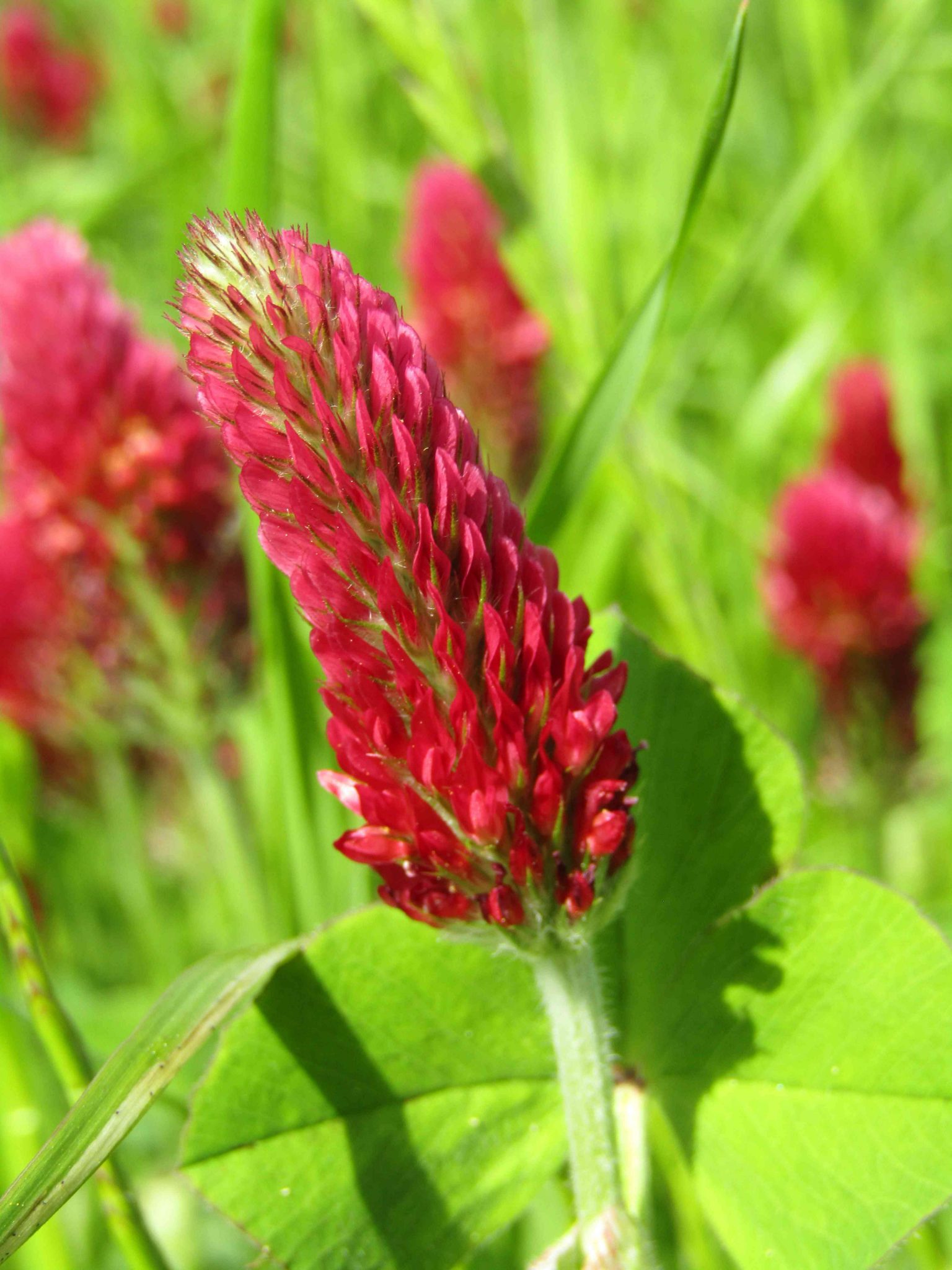 Koniczyna krwistoczerwona, inkarnatka – szkarłatny akcent w ogrodzie ...