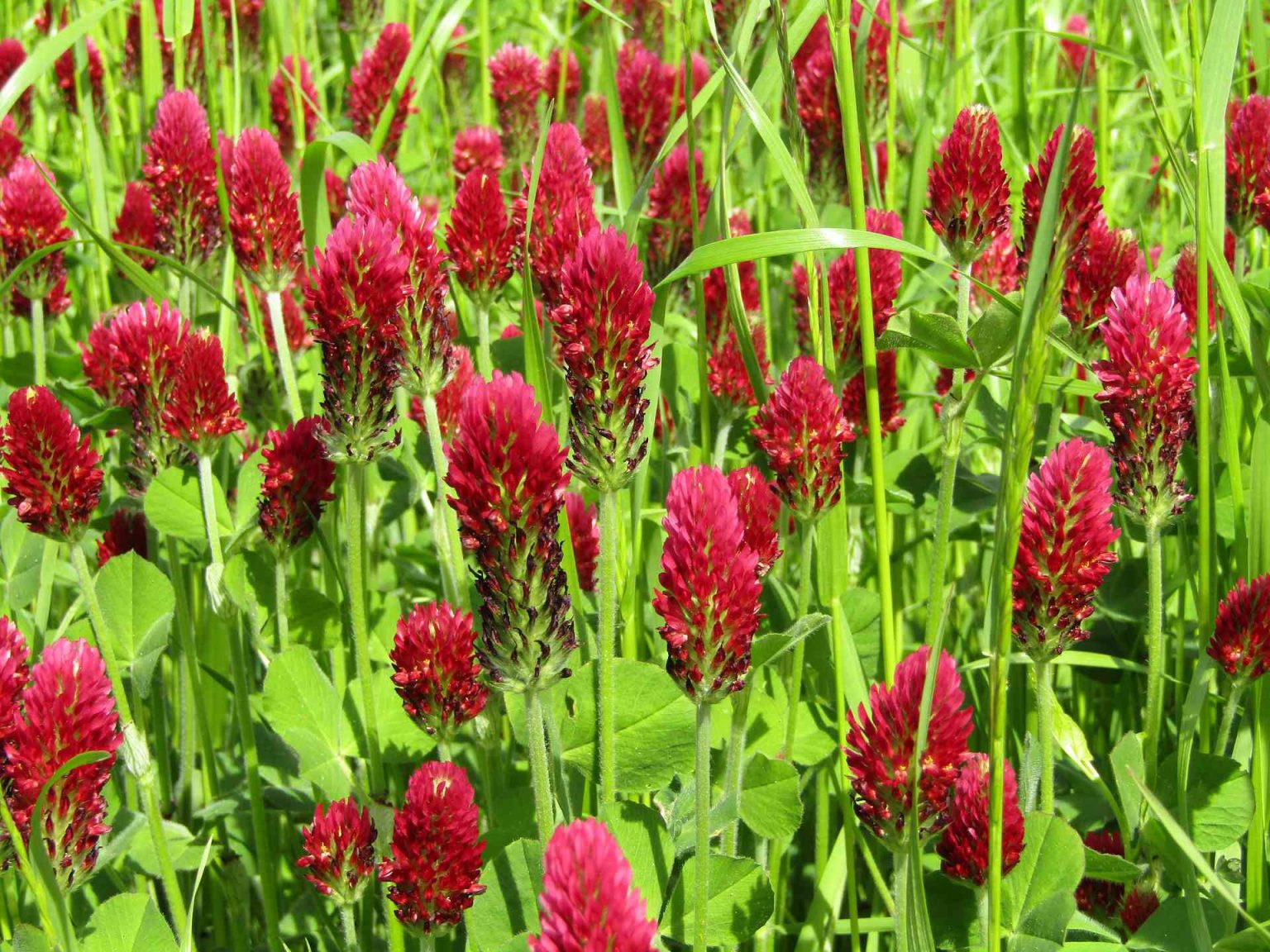 Koniczyna krwistoczerwona, inkarnatka – szkarłatny akcent w ogrodzie ...